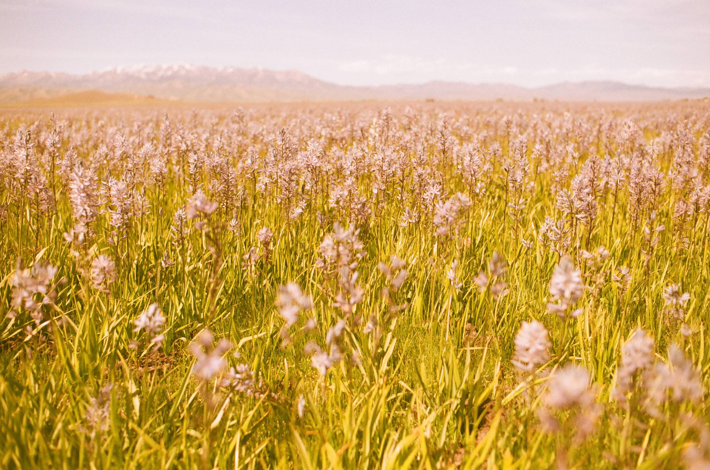 Fujifilm Super G 100 24exp expired film (roll) (1994/08) – Color Space